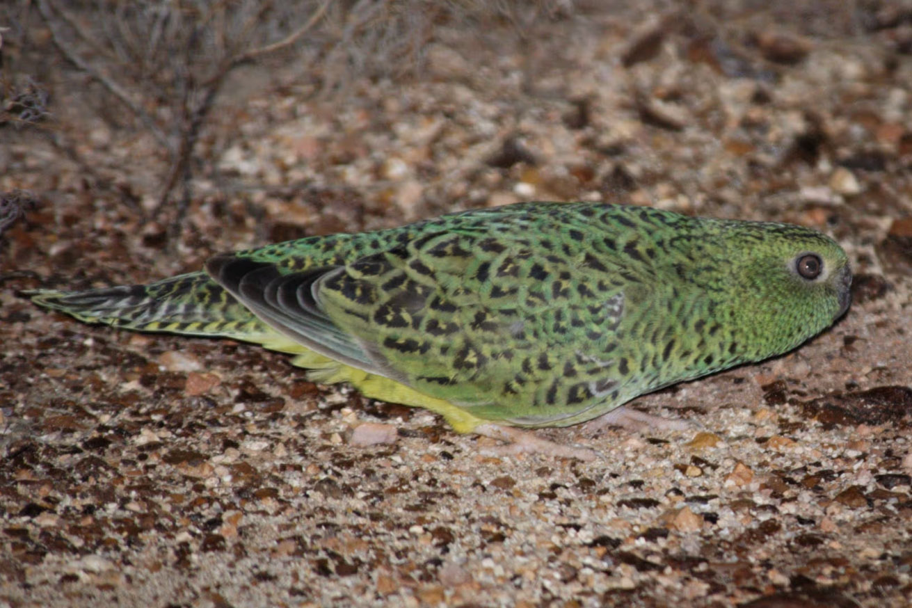 Largest known Night Parrot population discovered - BirdGuides