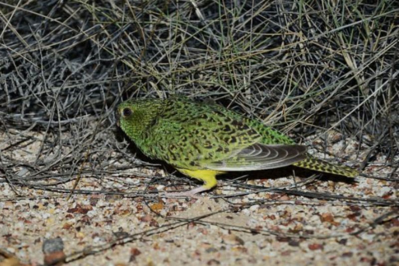 Night Parrot saga suffers embarrassing new twist - BirdGuides