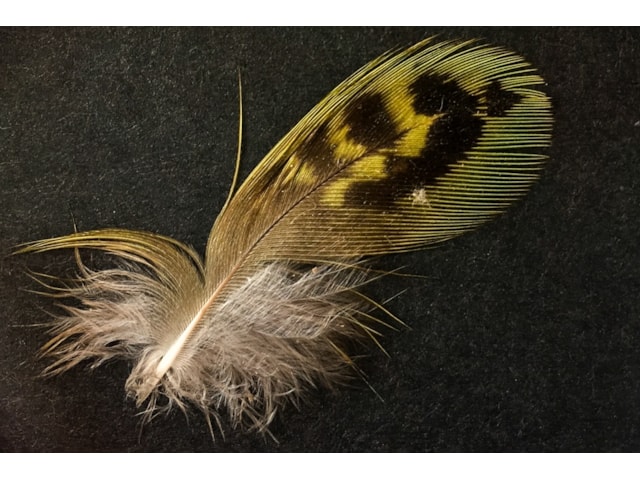 Night Parrot recorded in South Australia for first time in over a ...