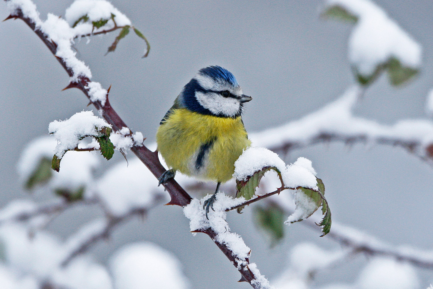 Conservationist's bird photography collection released to the public ...