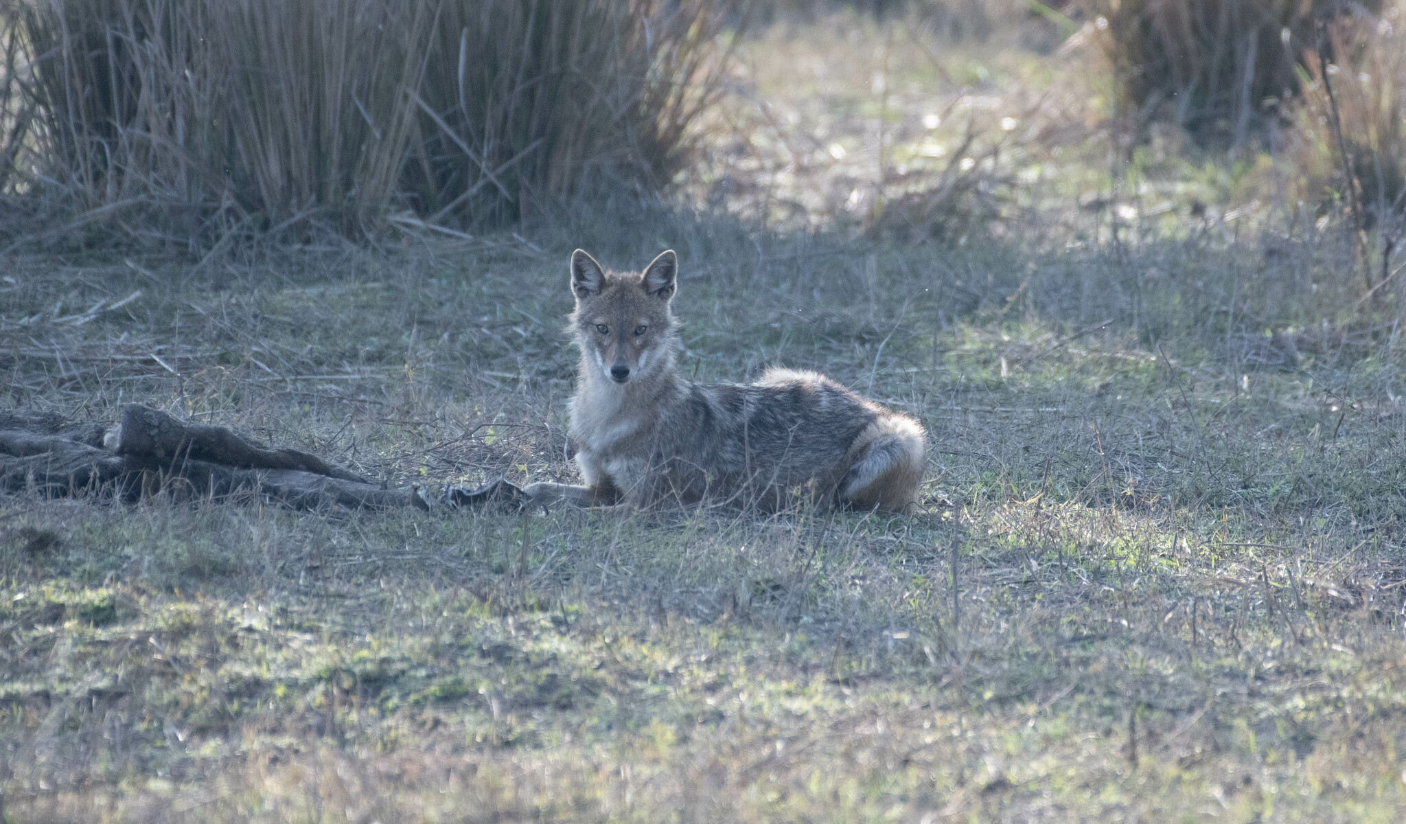 Human-altered landscapes aiding Golden Jackal westward expansion in ...