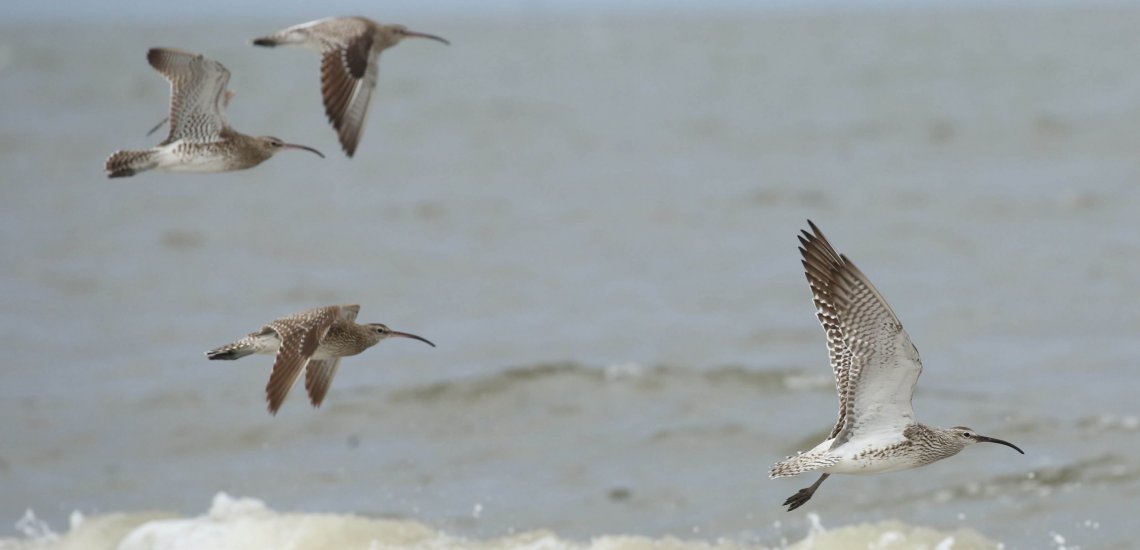 Steppe Whimbrel migration route revealed - BirdGuides