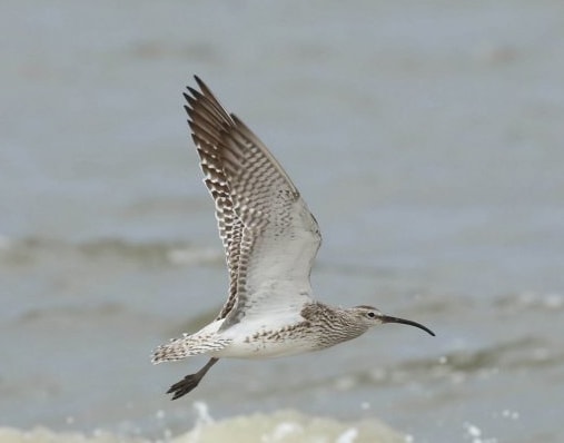 Steppe Whimbrel migration route revealed - BirdGuides