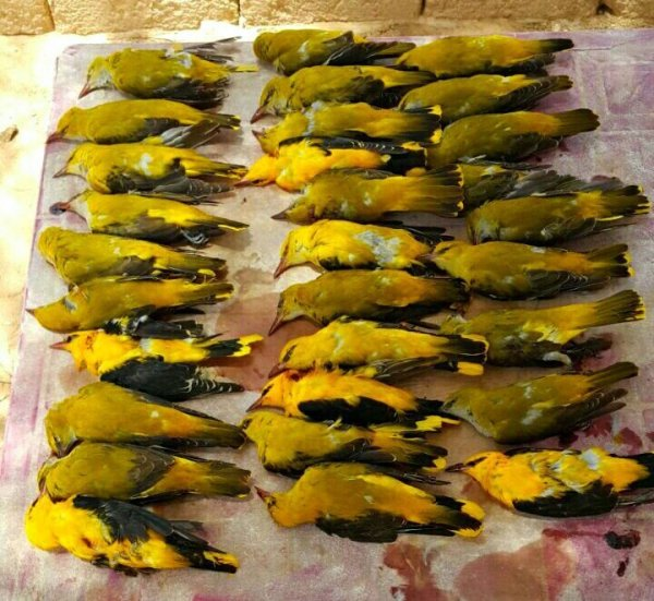 Shocking scale of illegal bird killing in Middle East revealed - BirdGuides