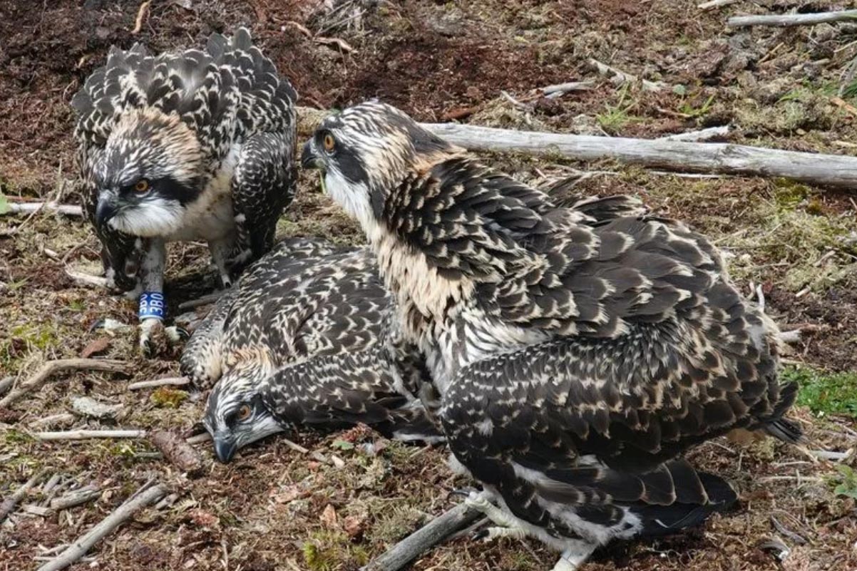 Osprey Chicks Osprey Chicks In Nest | Osprey (Pandion Haliaetus)