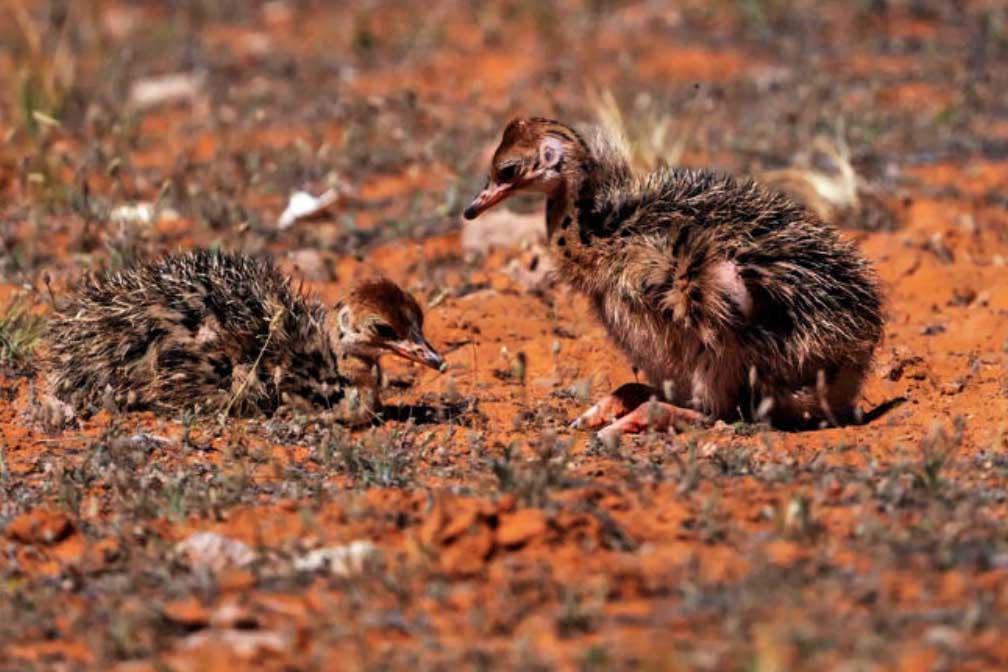 Ostriches hatch young in Saudi Arabia - BirdGuides
