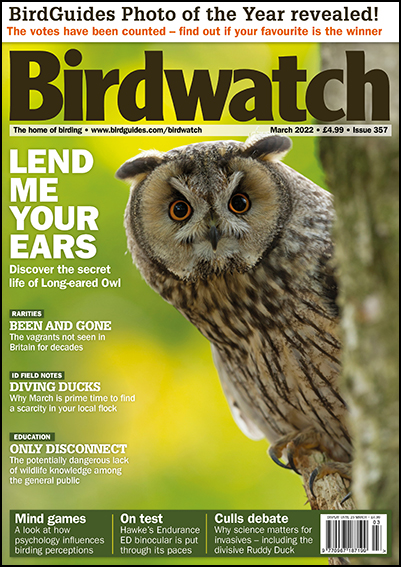Birdwatch magazine: what's in the March 2022 issue - BirdGuides