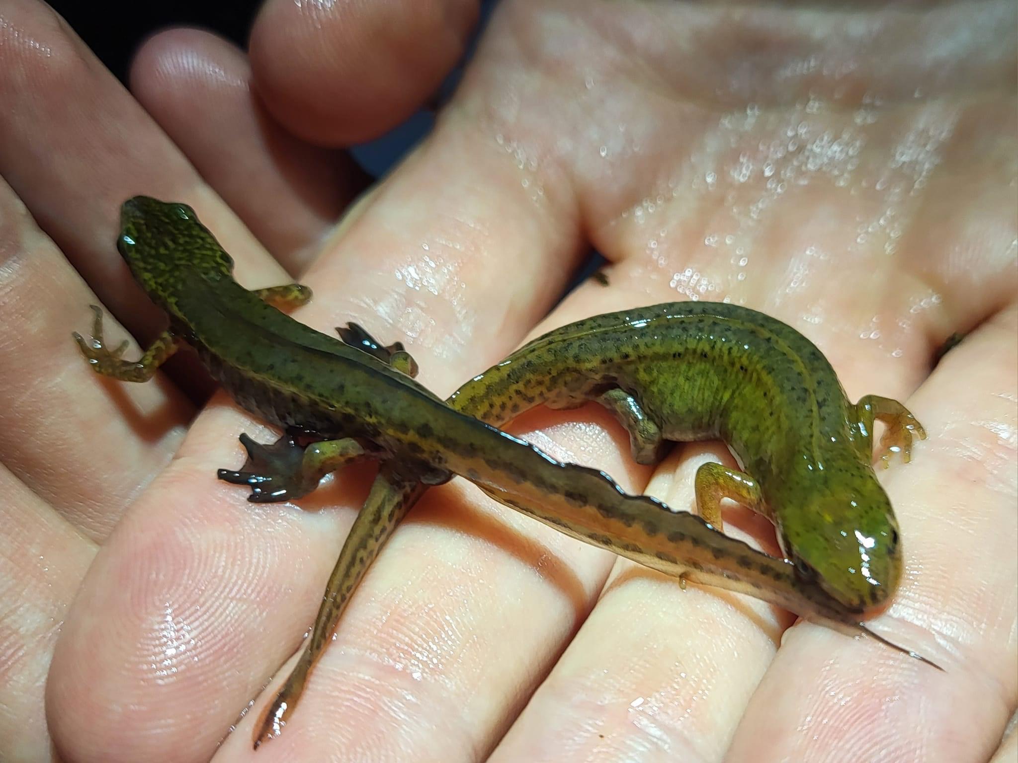Newt Taxonomy New Disease Emerges As Threat To Salamanders | American