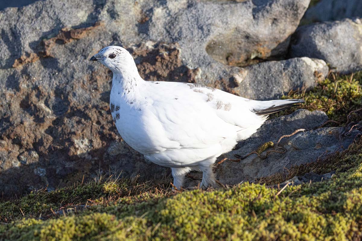 Stray Ptarmigan stuns Orkney birders - BirdGuides