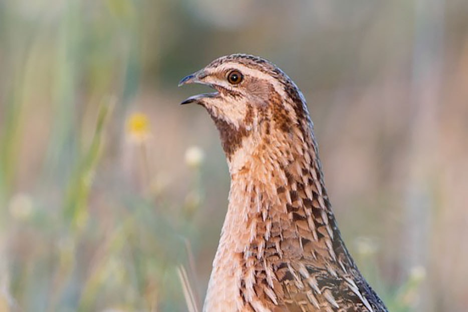 Common Quail elected as Iberia's bird of 2020 - BirdGuides