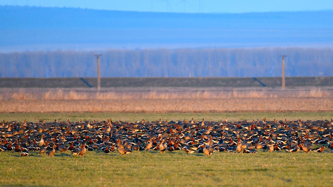 Red-breasted Goose count breaks Romanian record - BirdGuides