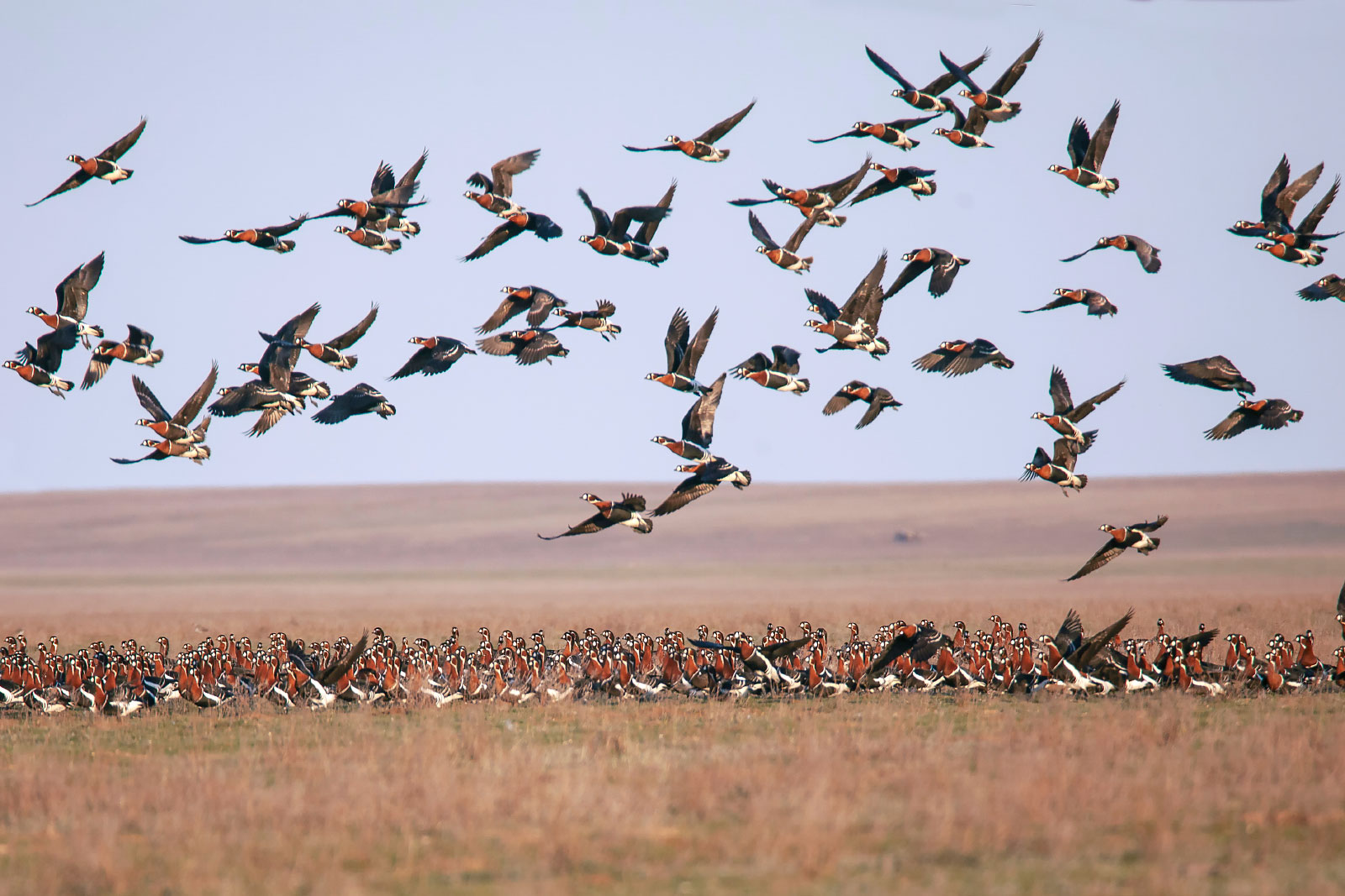 Red-breasted Geese to benefit from Russian hunting ban - BirdGuides