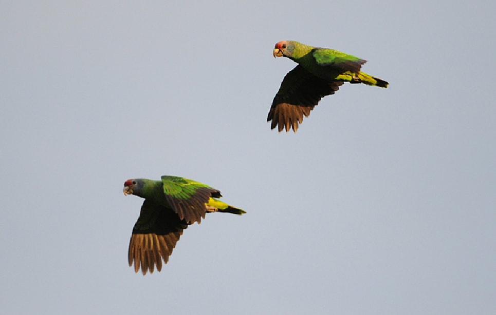 Conservation success story for Brazilian parrot - BirdGuides