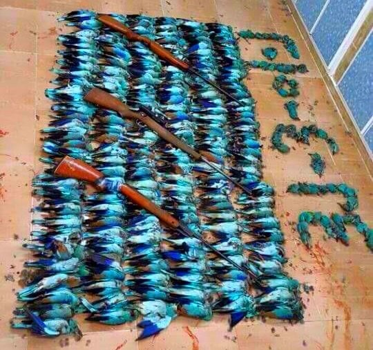 Shocking scale of illegal bird killing in Middle East revealed - BirdGuides