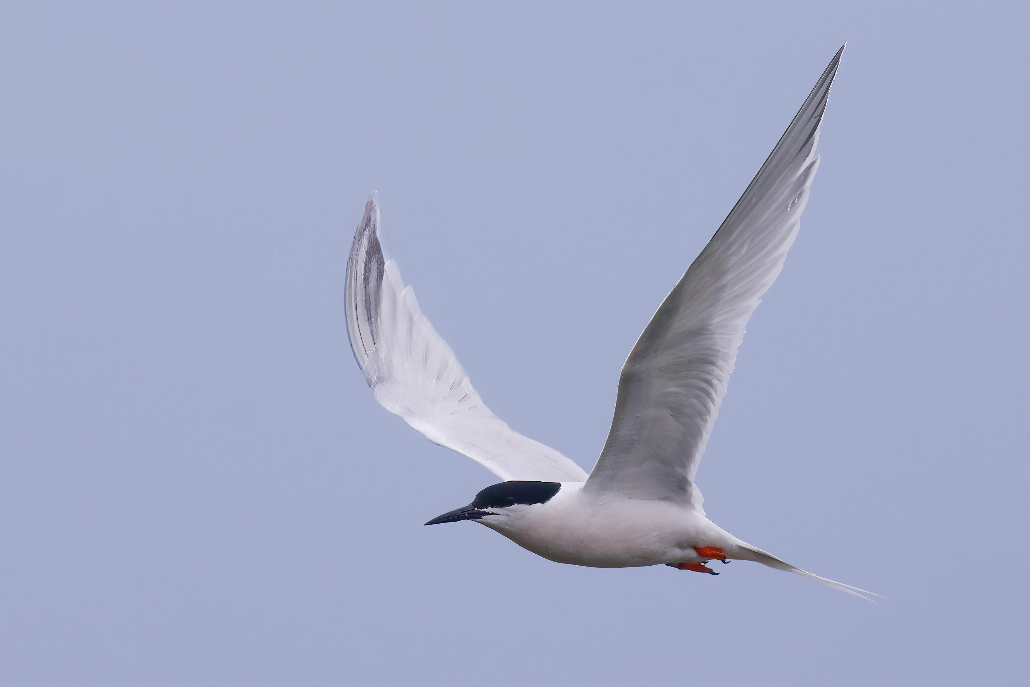 Roseate Tern nesting in Hampshire - BirdGuides