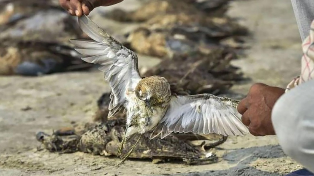Mystery surrounds mass bird deaths at Indian lake - BirdGuides