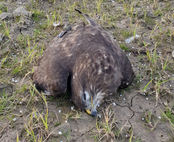 Raptors found dead in Derbyshire - BirdGuides
