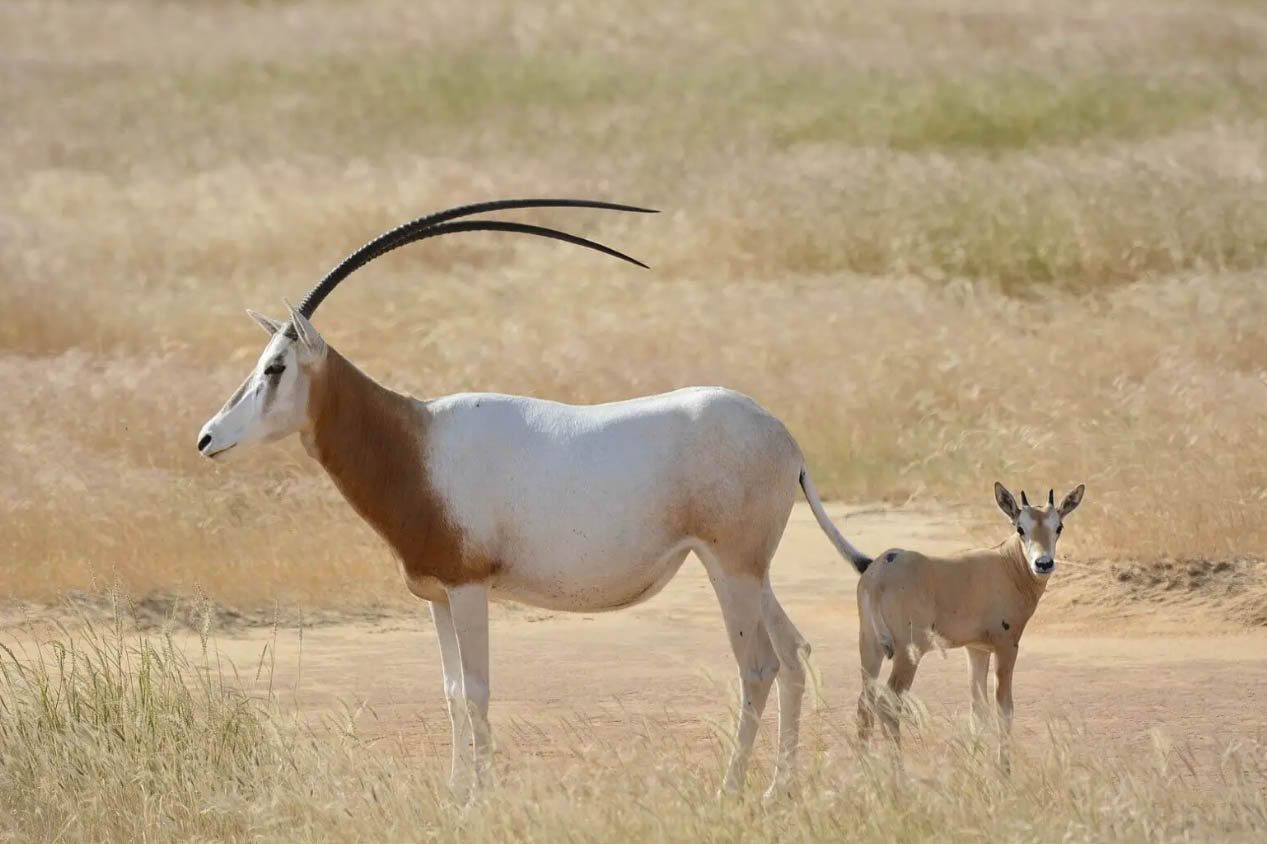 'Green-listed' Scimitar Oryx bounces back - BirdGuides