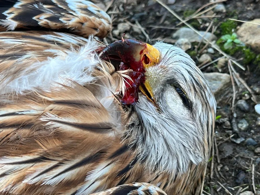 Cairngorms National Park condemns Red Kite shooting - BirdGuides