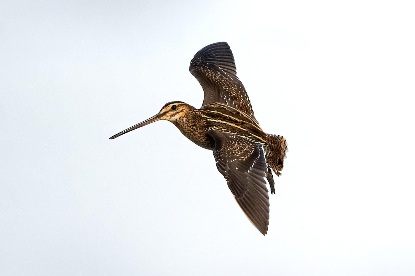GPS tag reveals record 6,000 km snipe migration - BirdGuides