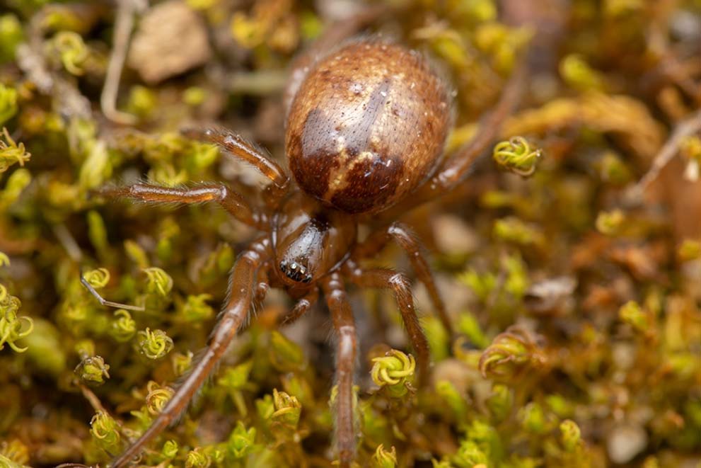 Ultra-rare spider seen at London Wetland Centre WWT - BirdGuides