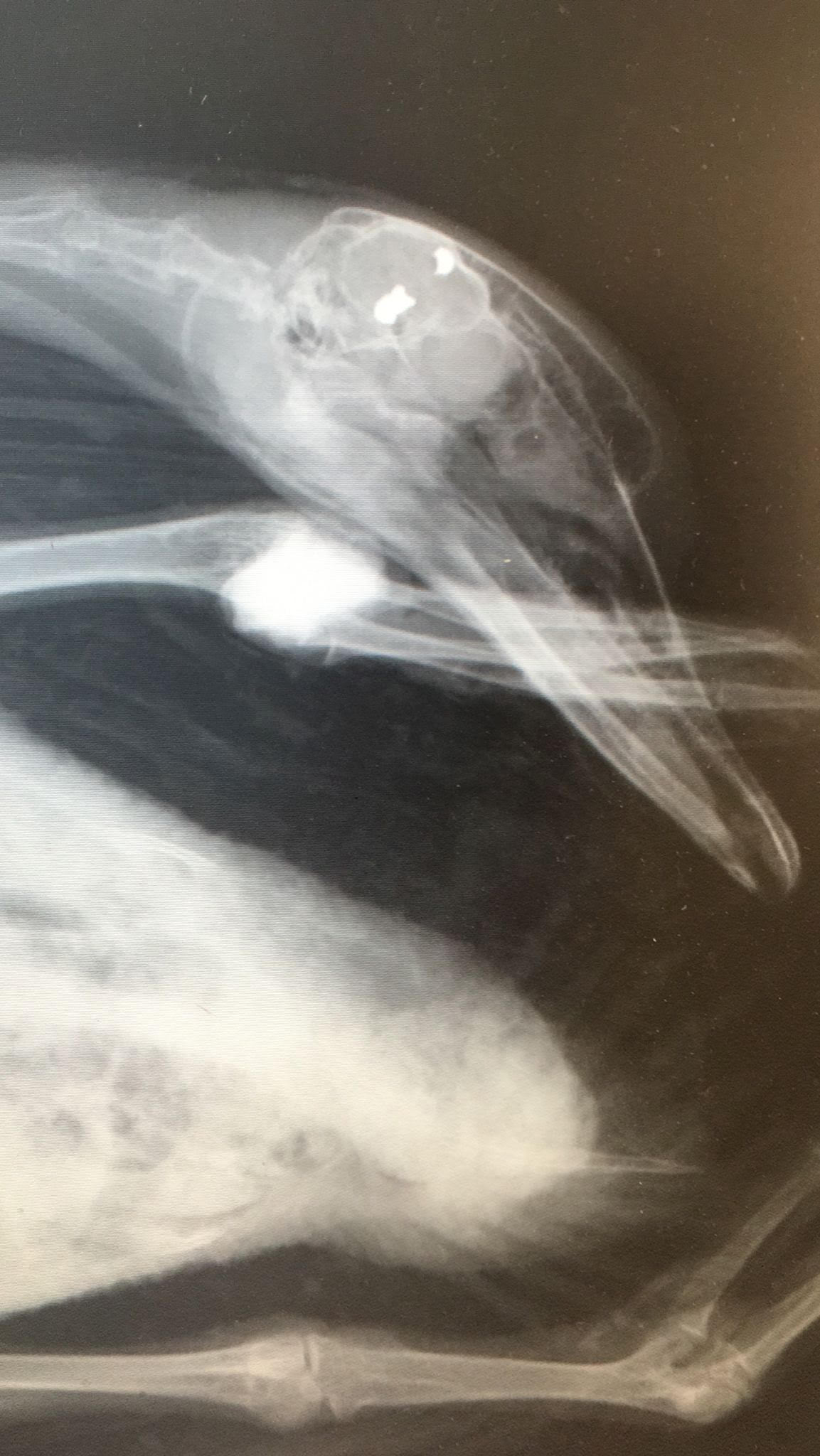 Swan shot in head as RSPCA condemns 'barbaric' killing - BirdGuides