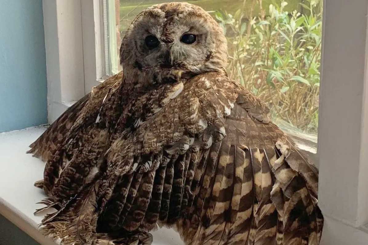 Calls for chimney bird guards following Tawny Owl rescue - BirdGuides