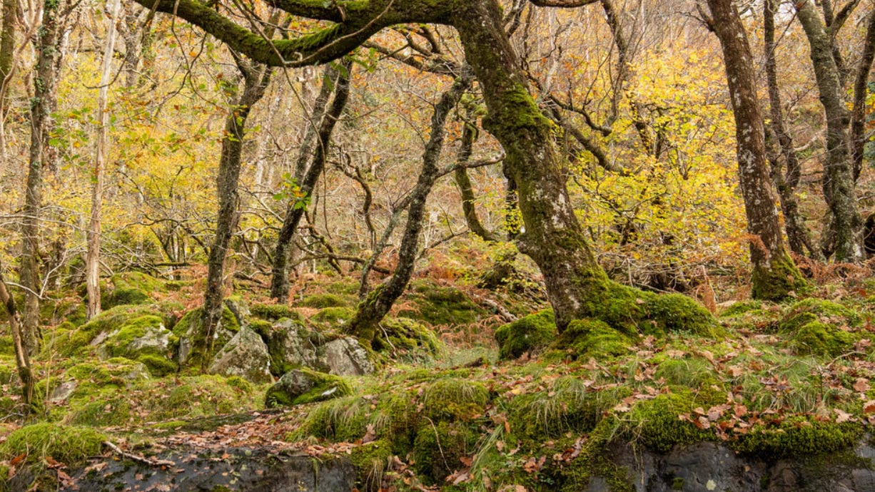 Wildlife Trusts and Aviva team up to bring back UK rainforests - BirdGuides