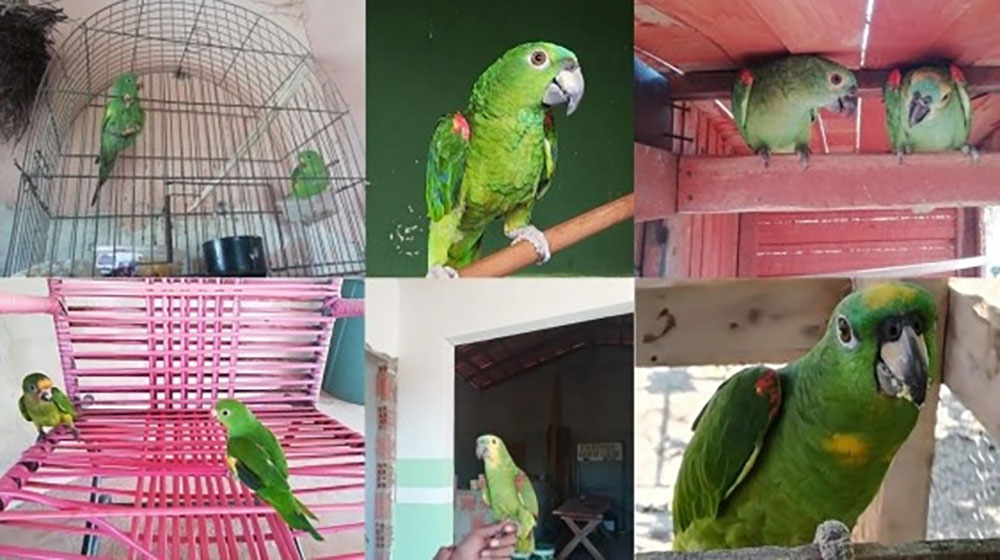 Trapping for rural pets poses threat to endangered parrots - BirdGuides