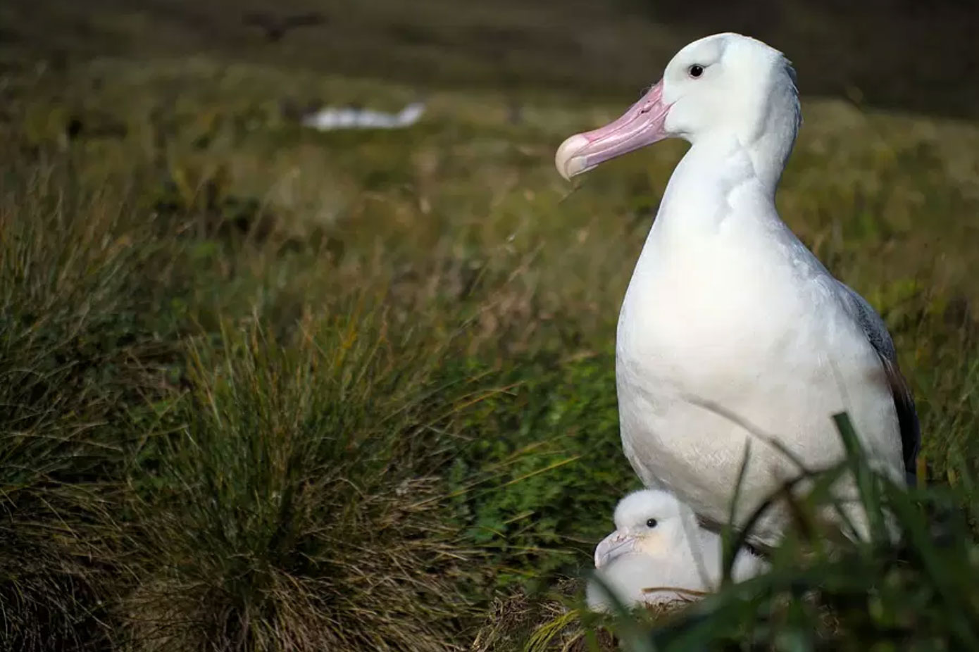 First confirmed case of adult Tristan Albatross being predated by mice ...