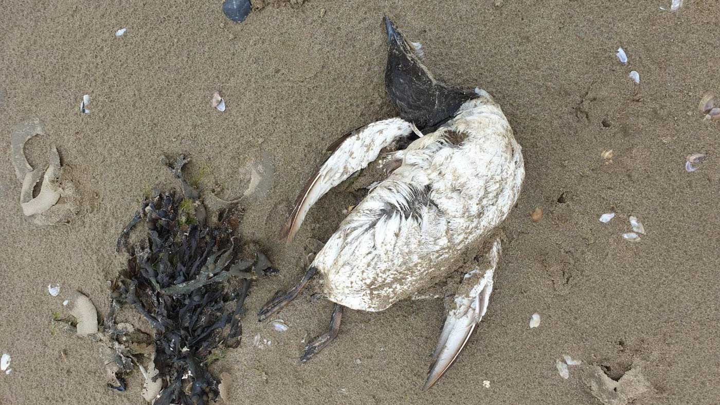 BTO urges beachgoers to report dead birds - BirdGuides