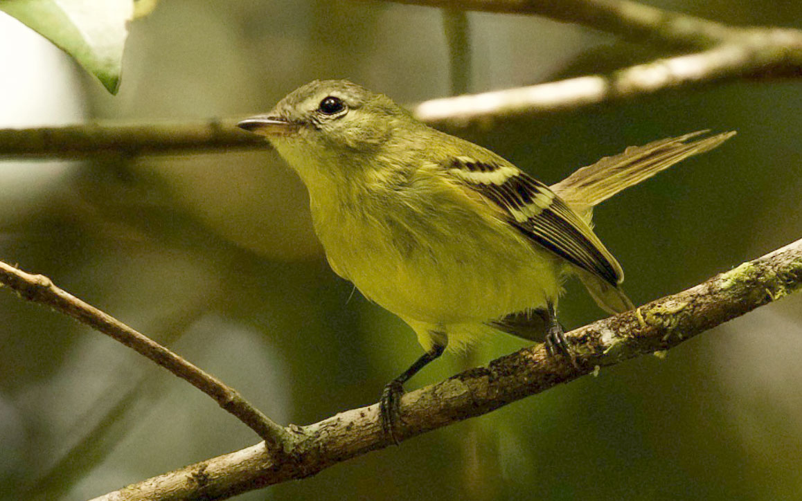 Flycatcher 'rediscovered' in Venezuela - BirdGuides