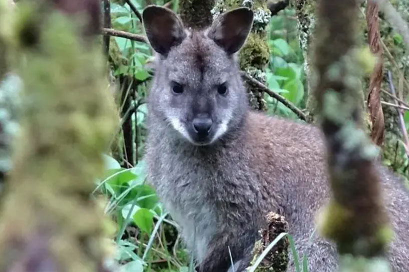 Manx Red-necked Wallaby population larger than thought - BirdGuides