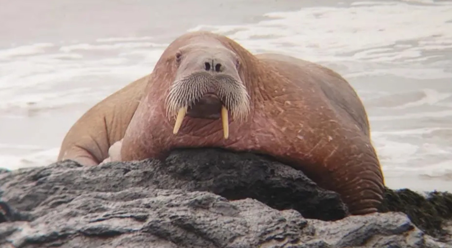 Walrus appears in Fife - BirdGuides
