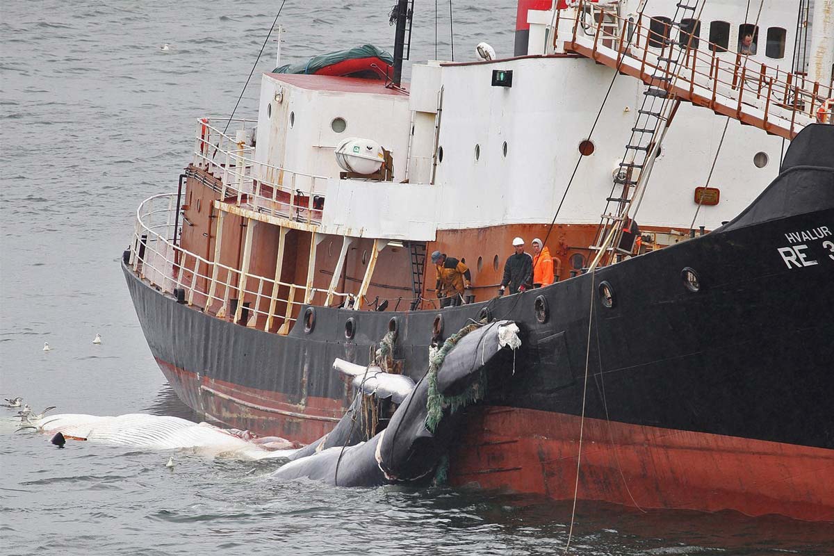 Commercial whaling resumes in Iceland - BirdGuides