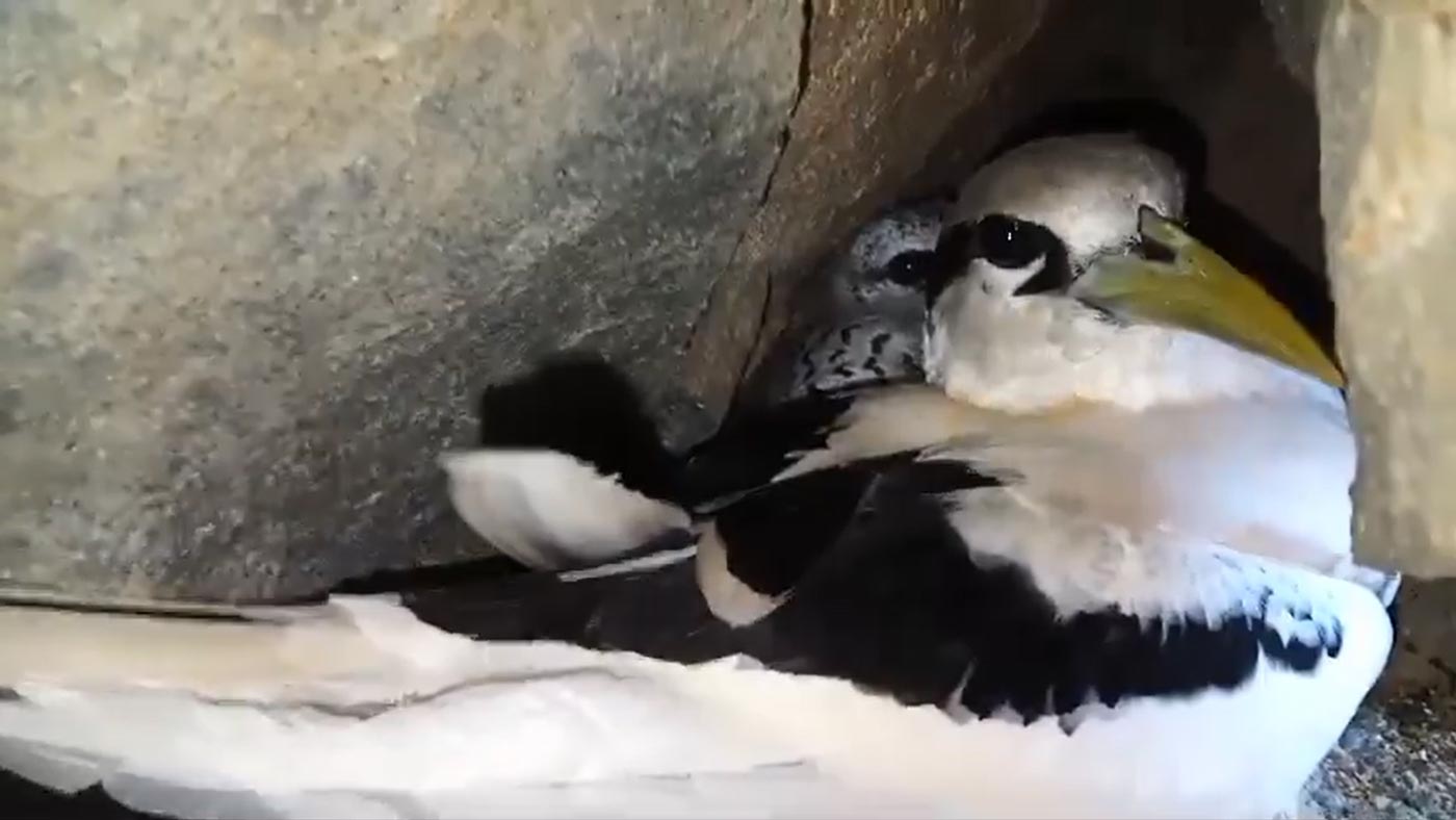 Whitetailedtropicbird