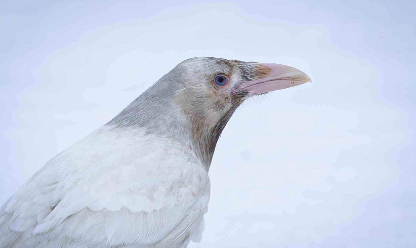 Leucistic Raven draws crowds - BirdGuides