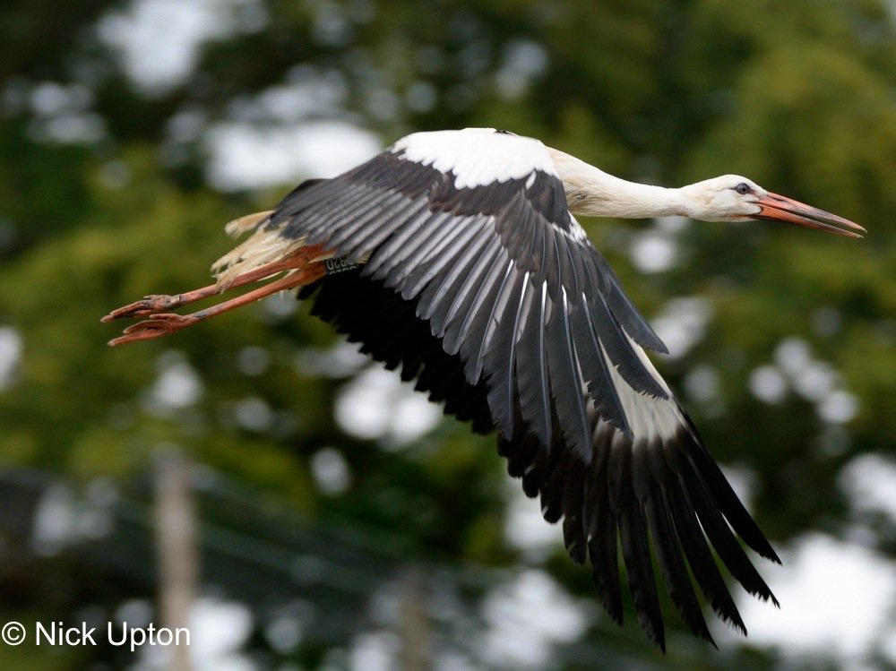 Released White Stork reaches Africa - BirdGuides