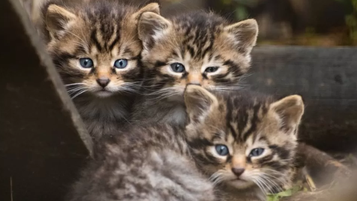 English-born Wildcat kittens to be released in Cairngorms - BirdGuides