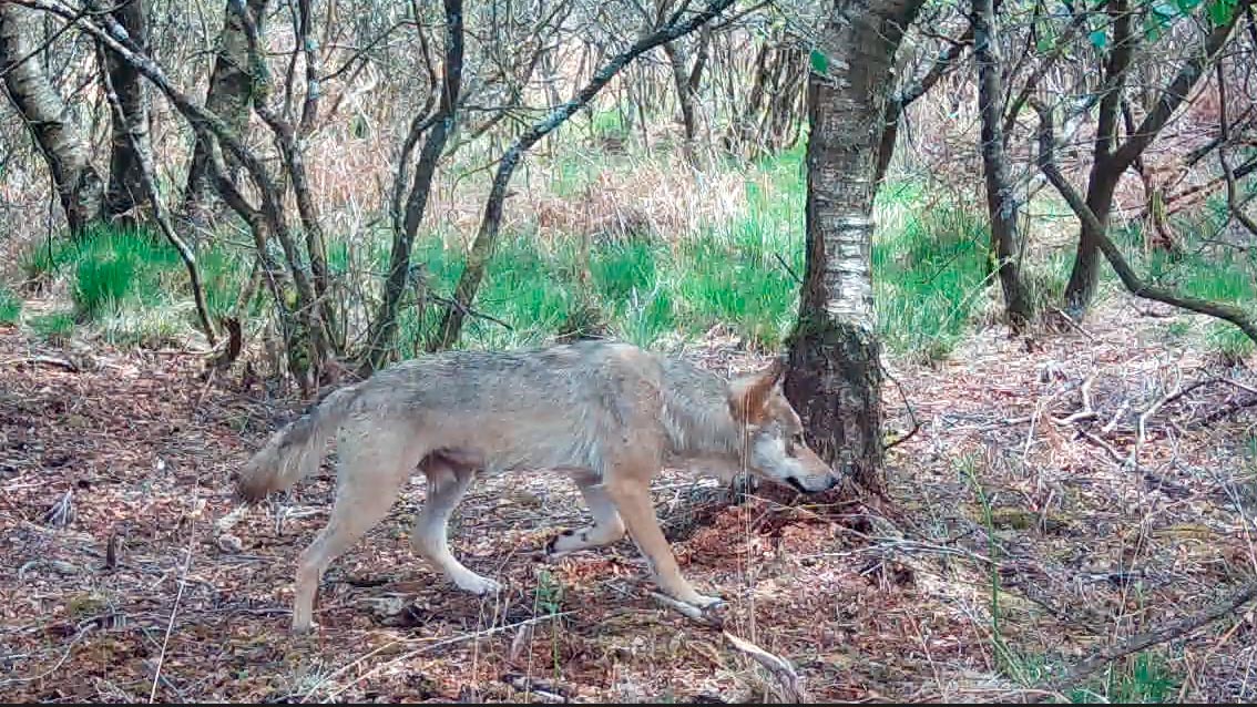 Wolf seen in Brittany for first time in a century - BirdGuides