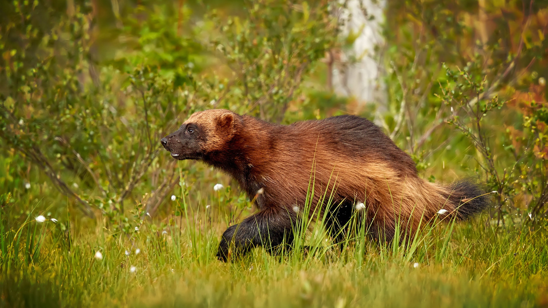 Wolverine returns to southern Finland - BirdGuides