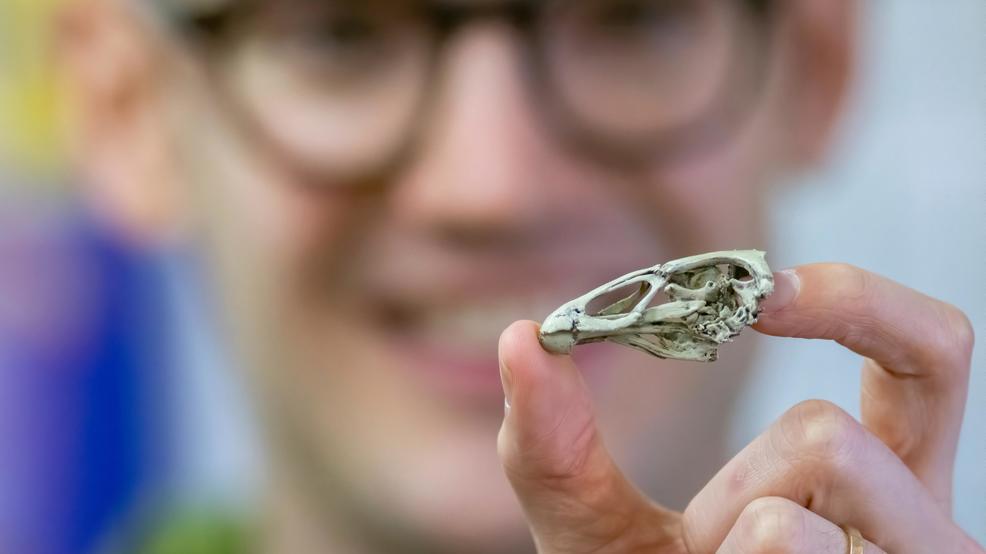 'Wonderchicken': the world's oldest-known modern bird - BirdGuides