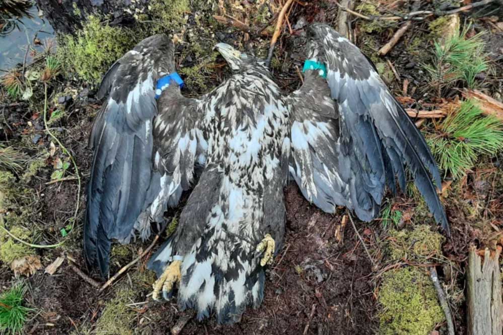 White-tailed Eagle shot in Ireland - BirdGuides