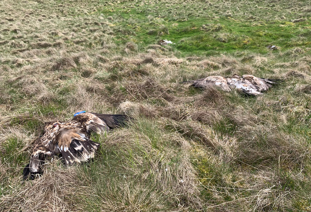 Birdcrime report: illegal bird of prey killing continues - BirdGuides