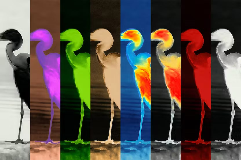 ZEISS DTI 1/25, 3/25 G2, 4/35 and 6/40 thermal-imaging cameras - BirdGuides