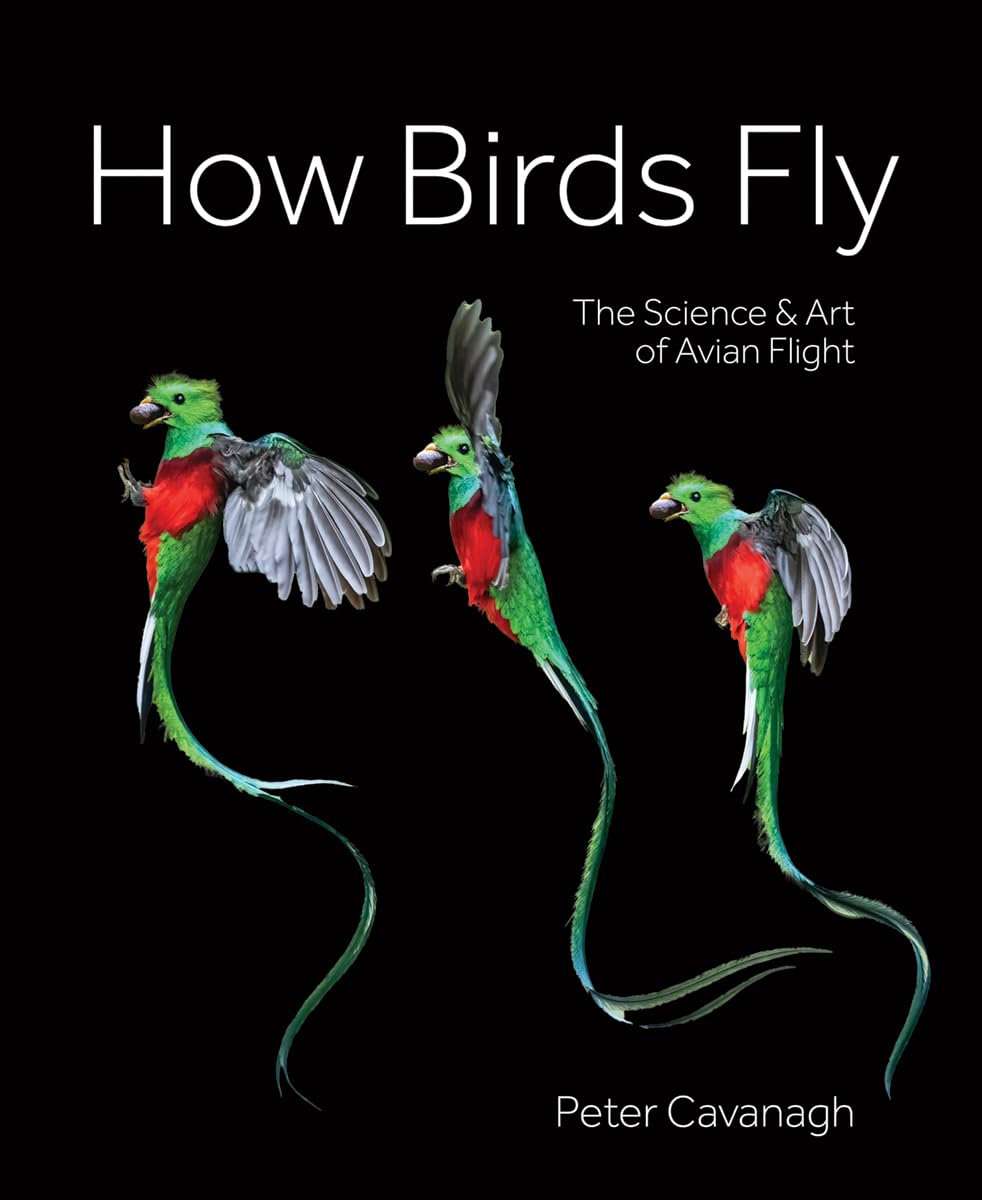 How Birds Fly: The Science and Art of Avian Flight - BirdGuides