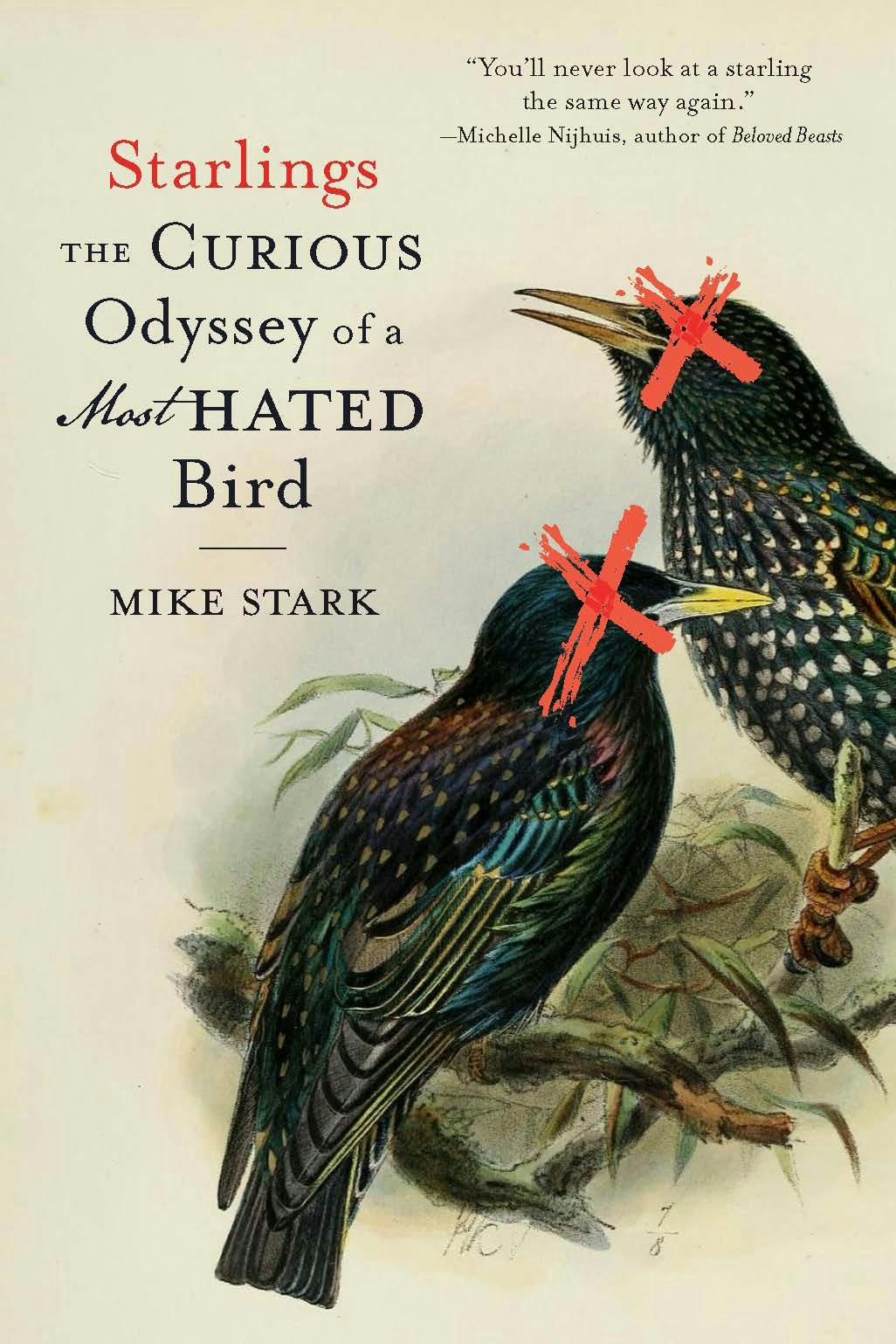 Starlings: The Curious Odyssey of a Most Hated Bird - BirdGuides