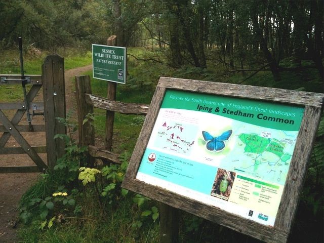 Iping Common Birdwatching Site - BirdGuides