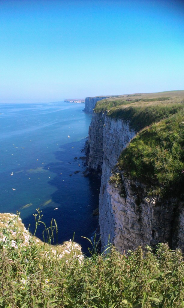 Bempton Cliffs RSPB Birdwatching Site - BirdGuides