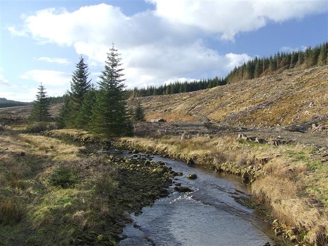 Kielder Forest Birdwatching Site - BirdGuides